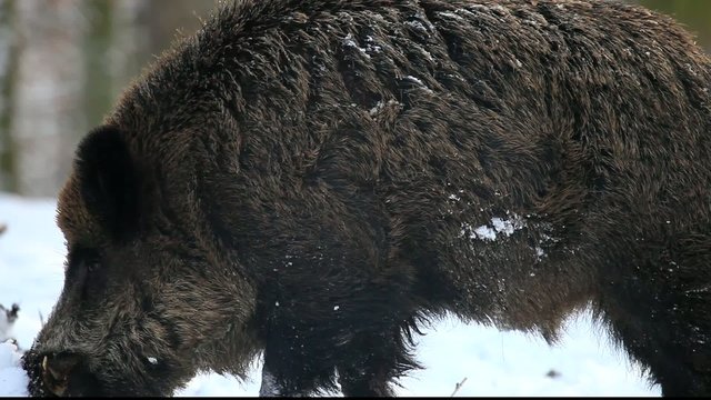 Keiler Bilder – Durchsuchen 21,578 Archivfotos, Vektorgrafiken und ...