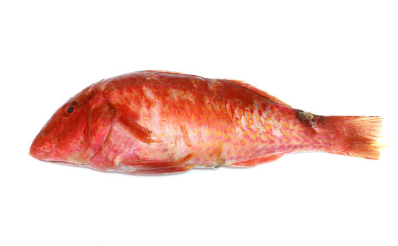 Triglia Images – Browse 11 Stock Photos, Vectors, and Video | Adobe Stock