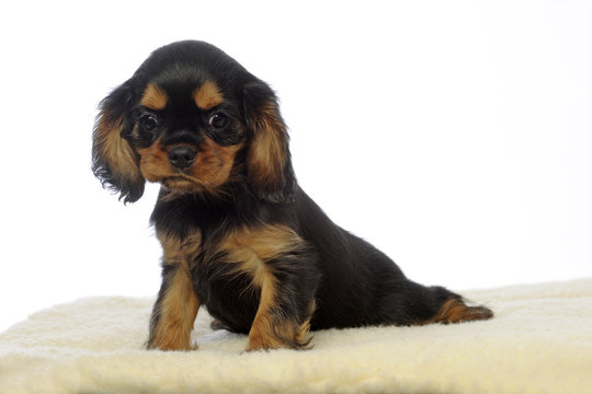 รูปภาพGrimacer – เลือกดูภาพถ่ายสต็อก เวกเตอร์ และวิดีโอ213 | Adobe Stock