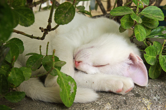 รูปภาพSomnoler – เลือกดูภาพถ่ายสต็อก เวกเตอร์ และวิดีโอ127 | Adobe Stock