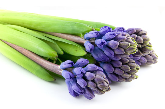 Hyacinth Background Images – Browse 106,404 Stock Photos, Vectors, and ...