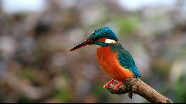 "Alcedo Atthis" Images – Parcourir 38,860 le catalogue de photos ...