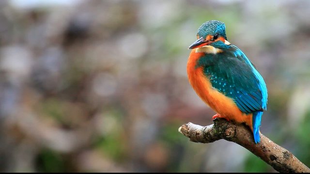 "Alcedo Atthis" Images – Parcourir 38,860 le catalogue de photos ...