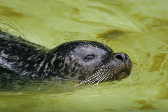 「Seerobbe」の画像 - 290 件の Stock 写真、ベクターおよびビデオ | Adobe Stock