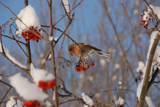 รูปภาพGranivore – เลือกดูภาพถ่ายสต็อก เวกเตอร์ และวิดีโอ2,308 | Adobe Stock