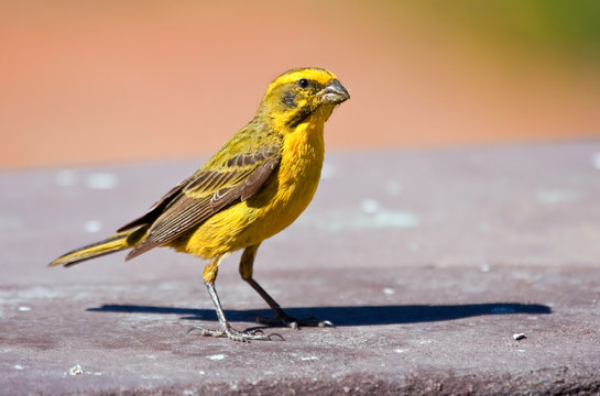 "Yellow Canary" Images – Browse 1,479 Stock Photos, Vectors, and Video ...