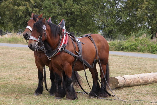Ardenner bilder – Bläddra bland 83 stockfoton, vektorer och videor ...
