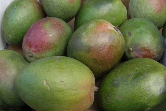 Mangues Images – Browse 1,179 Stock Photos, Vectors, and Video | Adobe ...