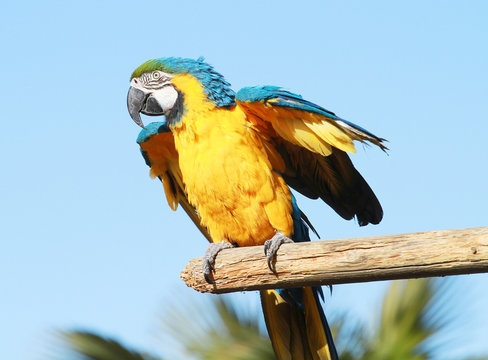 รูปภาพPappagallo – เลือกดูภาพถ่ายสต็อก เวกเตอร์ และวิดีโอ1,064 | Adobe ...