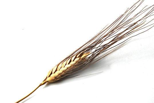 "Spiga Di Grano" Images – Browse 524 Stock Photos, Vectors, and Video ...