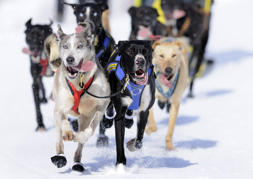รูปภาพMushing – เลือกดูภาพถ่ายสต็อก เวกเตอร์ และวิดีโอ19,293 | Adobe Stock
