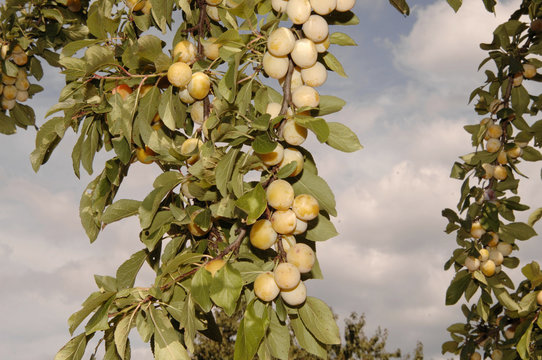 รูปภาพMirabellenbaum – เลือกดูภาพถ่ายสต็อก เวกเตอร์ และวิดีโอ219 ...