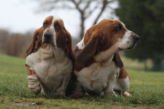 Pataud Images – Parcourir 447 le catalogue de photos, vecteurs et ...