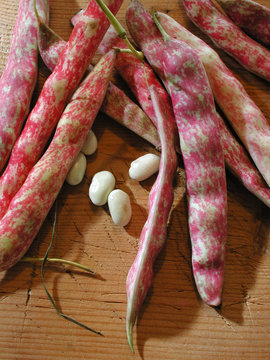 Bacello bilder – Bläddra bland 249 stockfoton, vektorer och videor ...