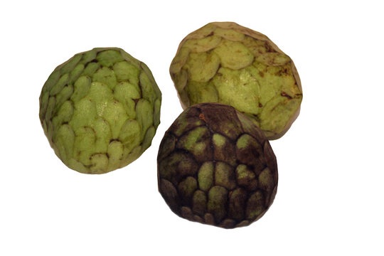 Cherimolier Images – Browse 10 Stock Photos, Vectors, and Video | Adobe ...