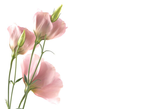 June Flower Border Images – Browse 1,912 Stock Photos, Vectors, and ...