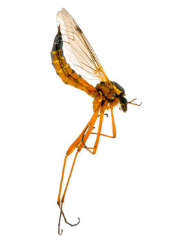 รูปภาพMosqito – เลือกดูภาพถ่ายสต็อก เวกเตอร์ และวิดีโอ96 | Adobe Stock