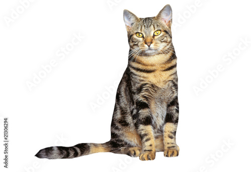 "chat européen assis de face en studio immobile" photo libre de droits ...