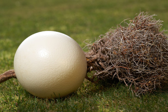 Straussenei Bilder – Durchsuchen 171 Archivfotos, Vektorgrafiken und ...