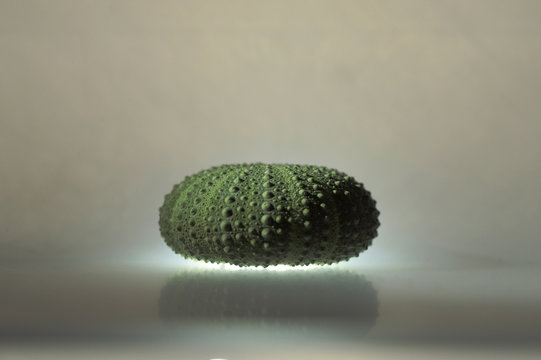 Seeigelskelett Images – Browse 21 Stock Photos, Vectors, and Video ...