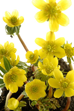 รูปภาพ"Eranthis – เลือกดูภาพถ่ายสต็อก เวกเตอร์ และวิดีโอ2,561 | Adobe Stock