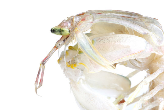 "Squilla Mantis" Images – Browse 155 Stock Photos, Vectors, and Video ...