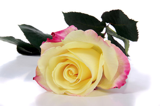 Fuchs-Rose Bilder – Durchsuchen 926 Archivfotos, Vektorgrafiken und ...