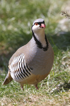 "Rock Partridge" Images – Browse 318 Stock Photos, Vectors, and Video ...