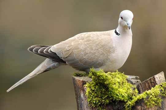 Lachtaube Images – Browse 8 Stock Photos, Vectors, and Video | Adobe Stock