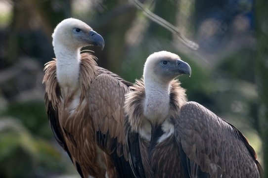 Aasgeier 画像 - 参照 275 Stock 写真、ベクターおよびビデオ | Adobe Stock