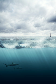 Haiflosse 이미지 – 찾아보기 101 스톡 사진, 벡터 및 비디오 | Adobe Stock