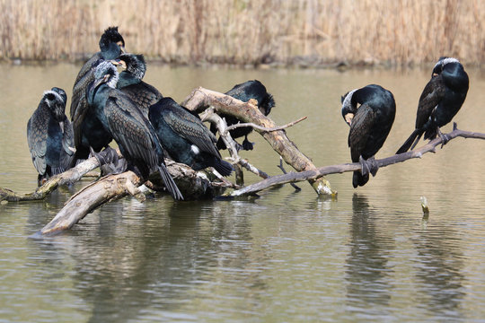 Imágenes de Kormorane: descubre bancos de fotos, ilustraciones ...