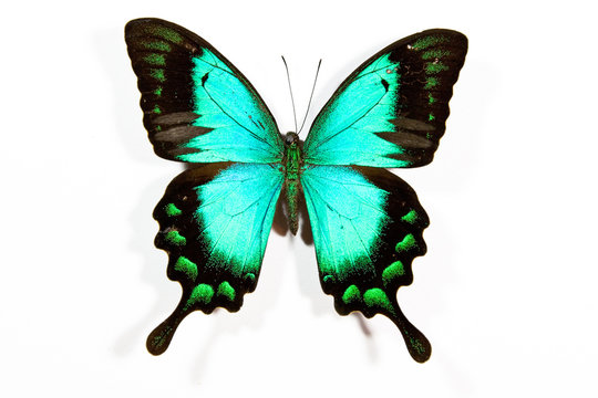Green Swallowtail Butterfly