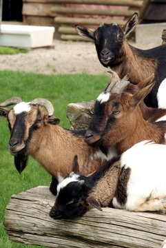 Caprette Images – Browse 251 Stock Photos, Vectors, and Video | Adobe Stock