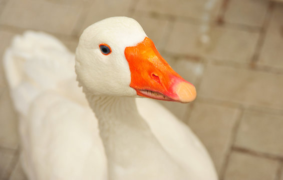 Mastgans Bilder – Durchsuchen 482 Archivfotos, Vektorgrafiken und ...