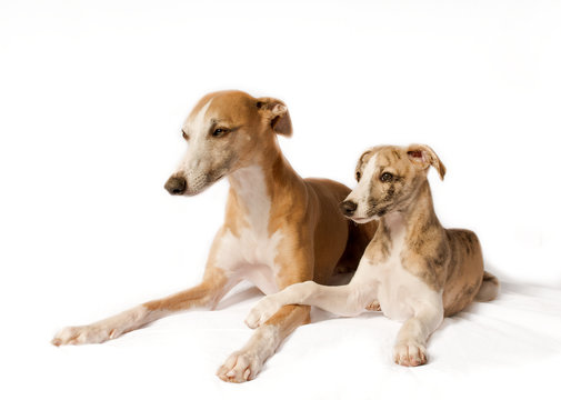 รูปภาพWindhund – เลือกดูภาพถ่ายสต็อก เวกเตอร์ และวิดีโอ3,401 | Adobe Stock