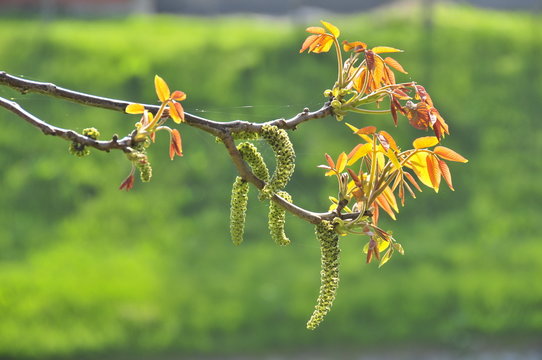 Walnut Flower Images – Browse 15,560 Stock Photos, Vectors, and Video ...