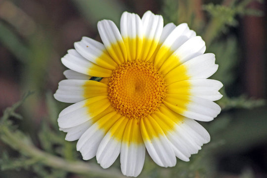 「Malmequer」の写真素材 | 776件の無料イラスト画像 | Adobe Stock