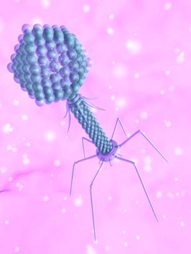 Bakteriophage Images – Browse 39 Stock Photos, Vectors, and Video | Adobe Stock