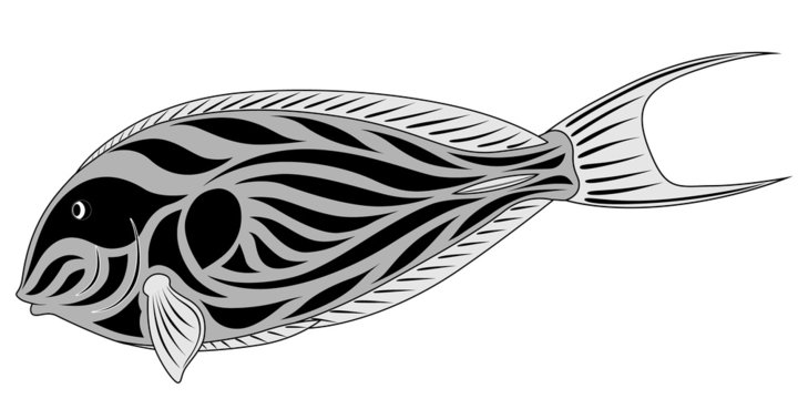 Surgeon-Fish Images – Browse 59 Stock Photos, Vectors, and Video ...