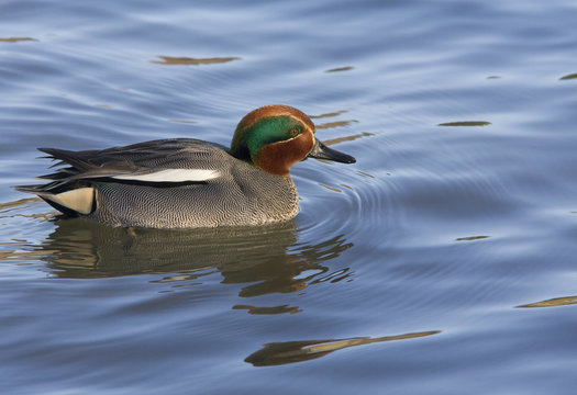 รูปภาพAnas – เลือกดูภาพถ่ายสต็อก เวกเตอร์ และวิดีโอ45,847 | Adobe Stock