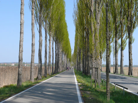 「Pappelallee」の写真素材 | 187件の無料イラスト画像 | Adobe Stock