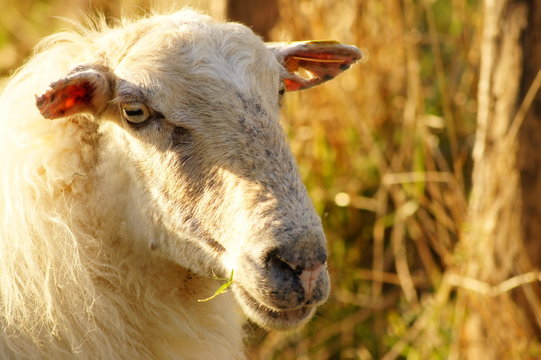 Imágenes de Brebis: descubre bancos de fotos, ilustraciones, vectores y ...