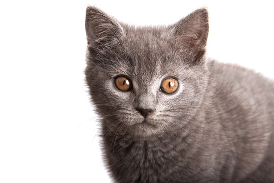 Chat Fond Blanc Images – Browse 2,048 Stock Photos, Vectors, and Video ...