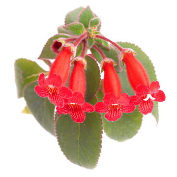 Kohleria Images – Browse 151 Stock Photos, Vectors, and Video | Adobe Stock