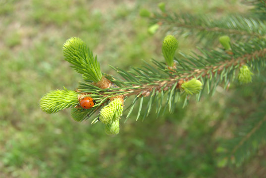 Pinetto Images – Browse 18 Stock Photos, Vectors, and Video | Adobe Stock