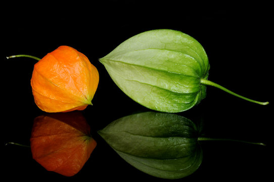 Judenkirsche bilder – Bläddra bland 379 stockfoton, vektorer och videor ...