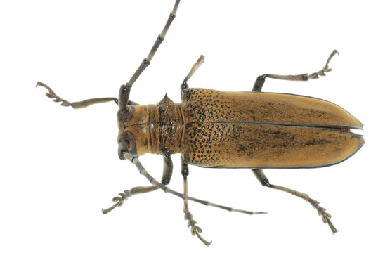 รูปภาพVermin – เลือกดูภาพถ่ายสต็อก เวกเตอร์ และวิดีโอ115,045 | Adobe Stock