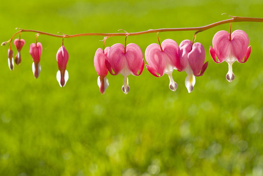 "Bleeding Heart" Images – Browse 2,996 Stock Photos, Vectors, and Video ...