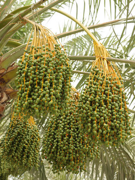 "Green Dates" Bilder – Durchsuchen 48 Archivfotos, Vektorgrafiken und ...